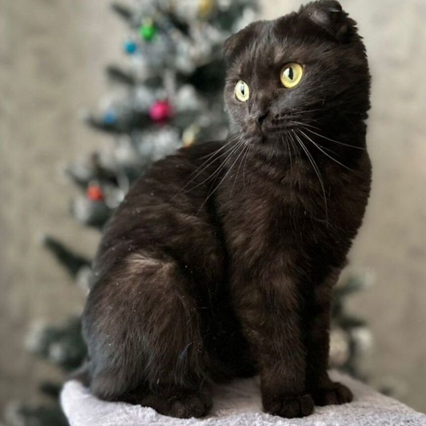 Шотландская вислоухая короткошёрстная, взрослая кошка