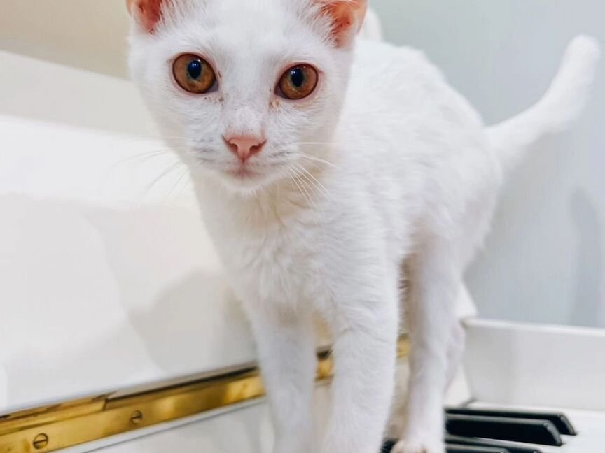 Белый ласковый котенок девочка