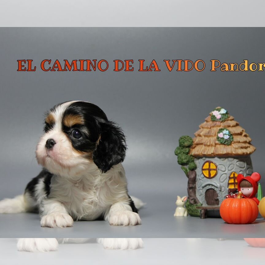 Кавалер кинг-чарльз-спаниель, щенок