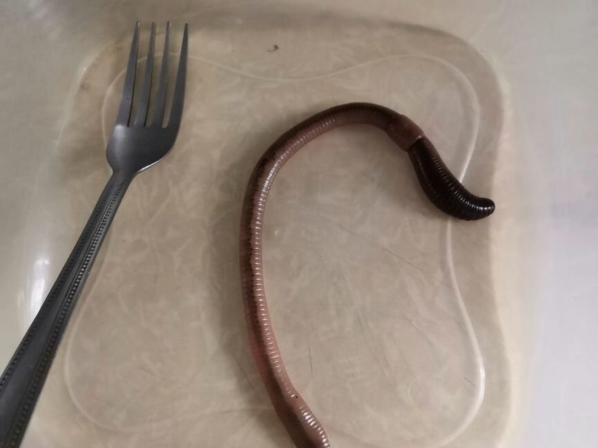 Червь калифорнийский красный
