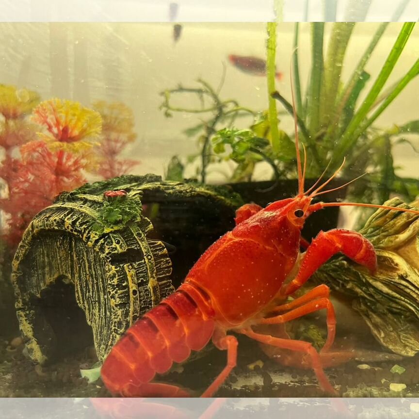 Живые аквариумные раки