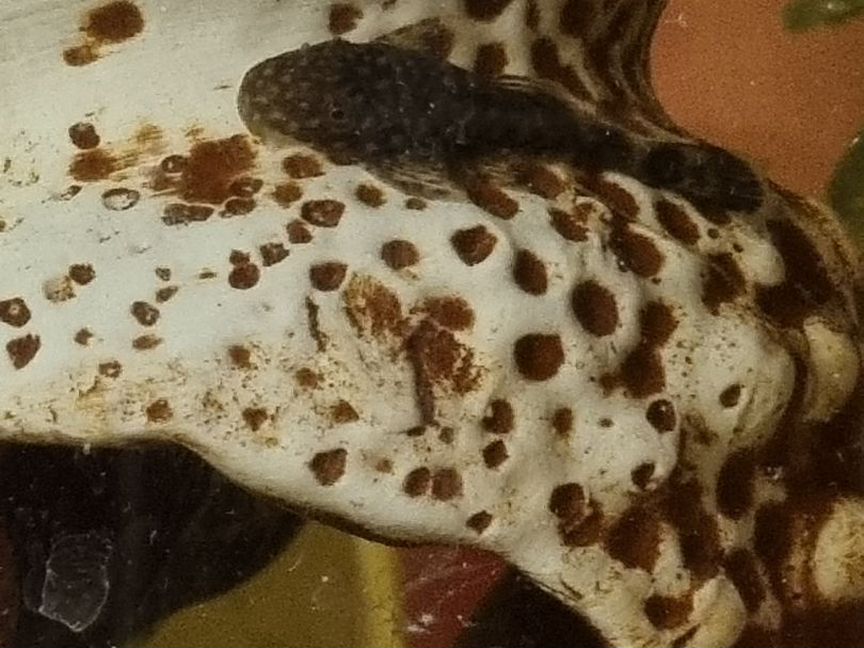 Аквариумные рыбки сомики