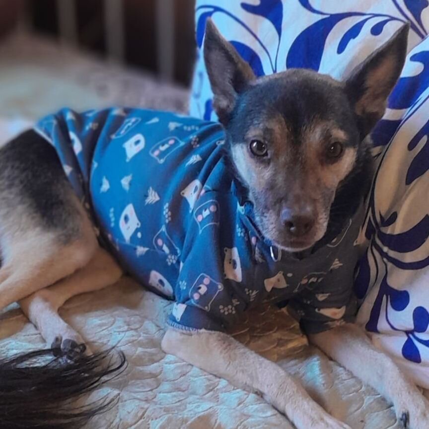 Взрослая собака в добрые руки