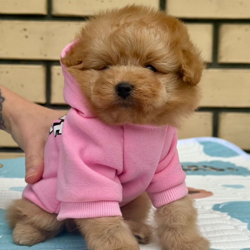 Мальтипу, щенок