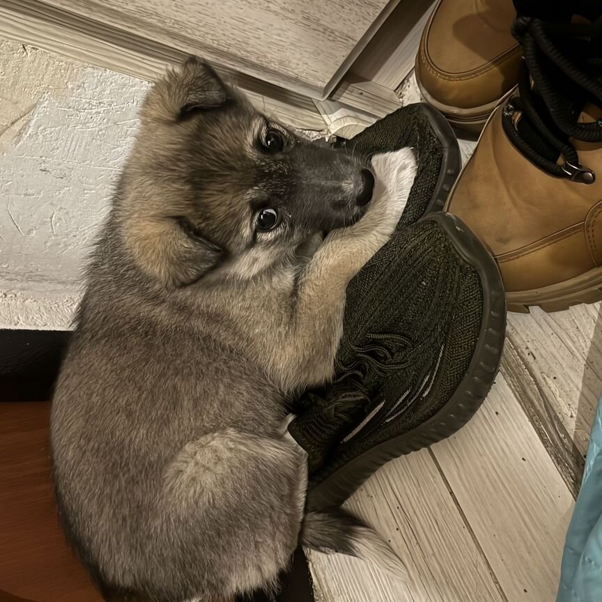 Щенок в добрые руки