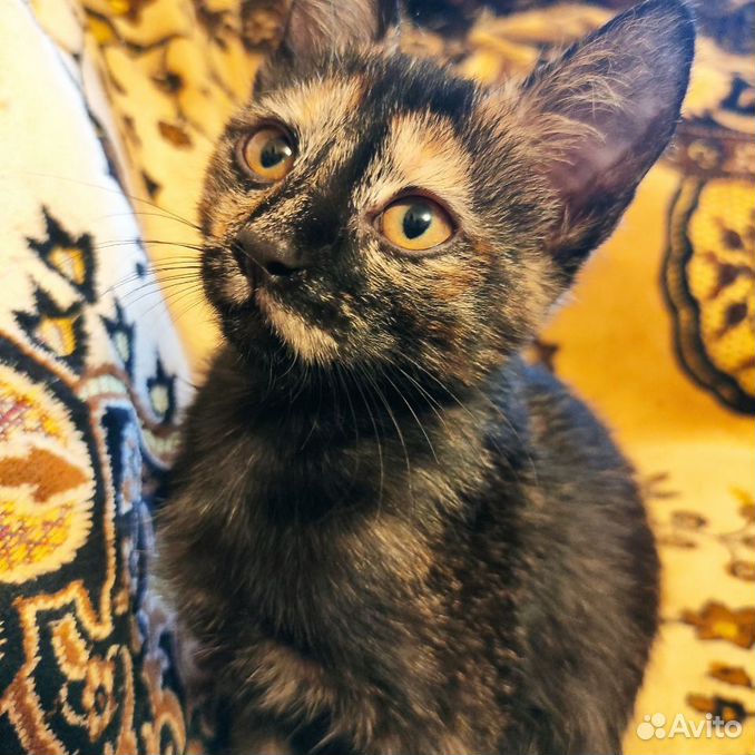 Котенок Девочка Ася, 3 мес