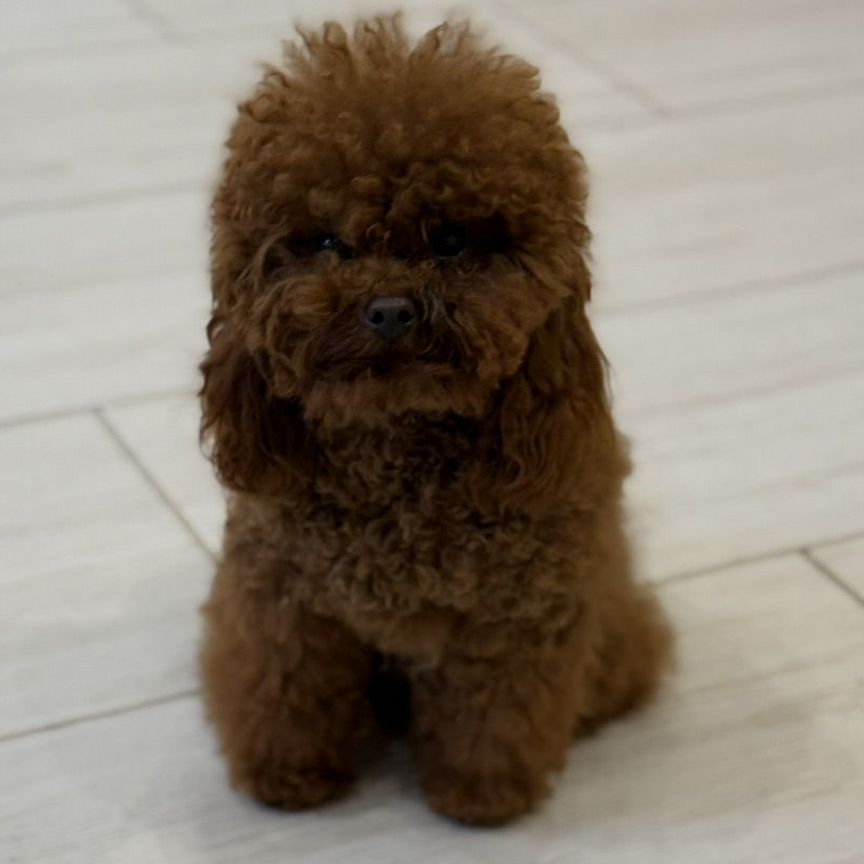 Той-пудель, вязка