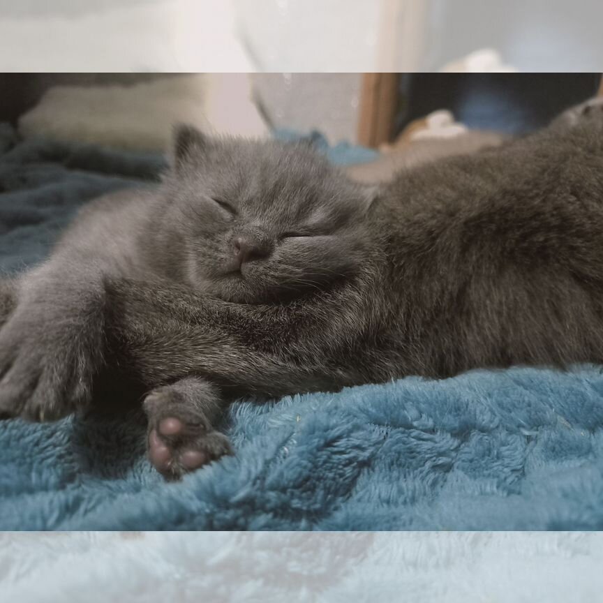 Британский короткошёрстный котёнок