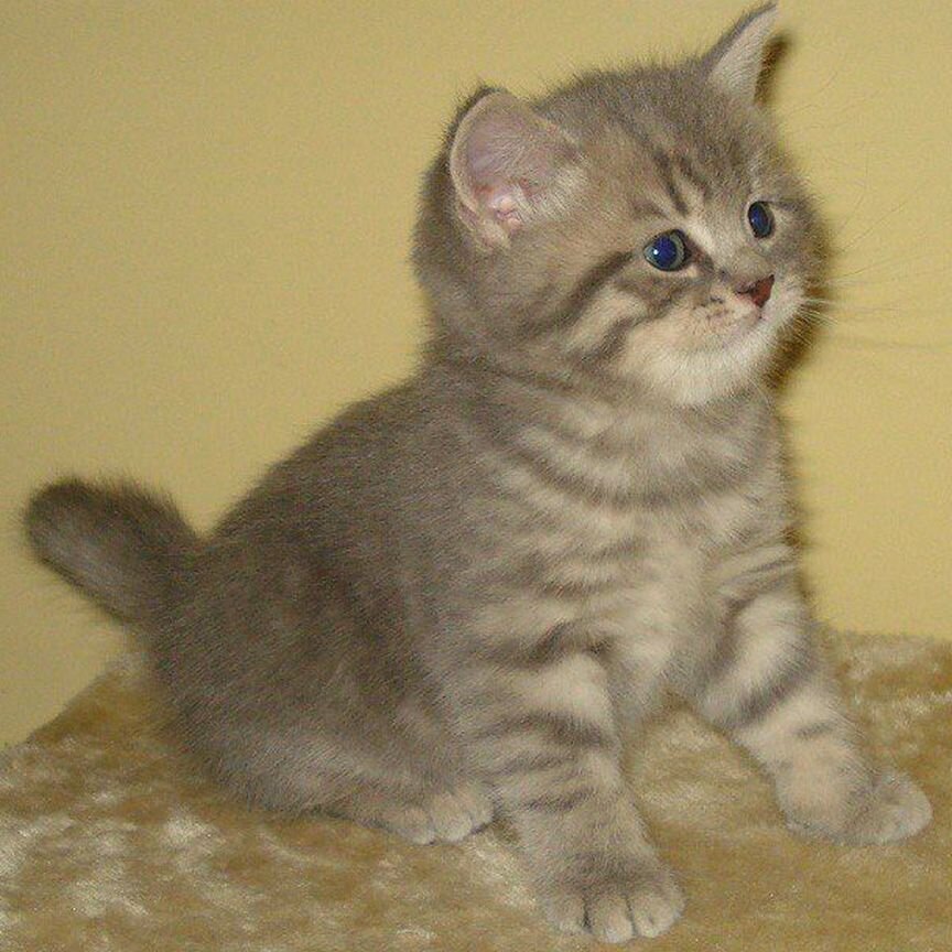 Британский короткошёрстный котёнок