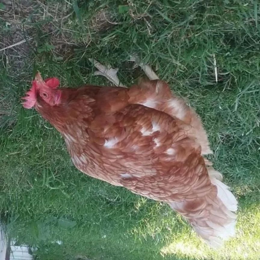 Несушка красная