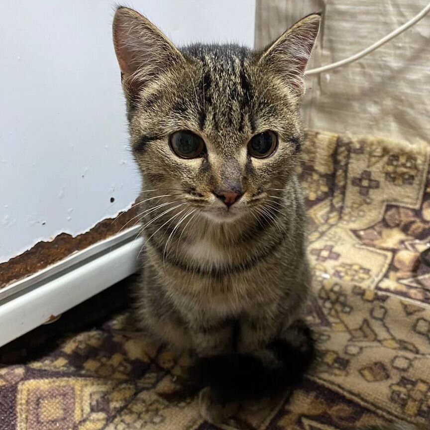 Котята в добрые руки бесплатно