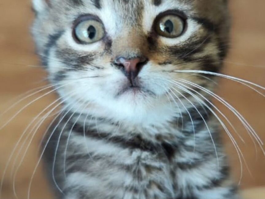 Котенок очаровашка 2 мес