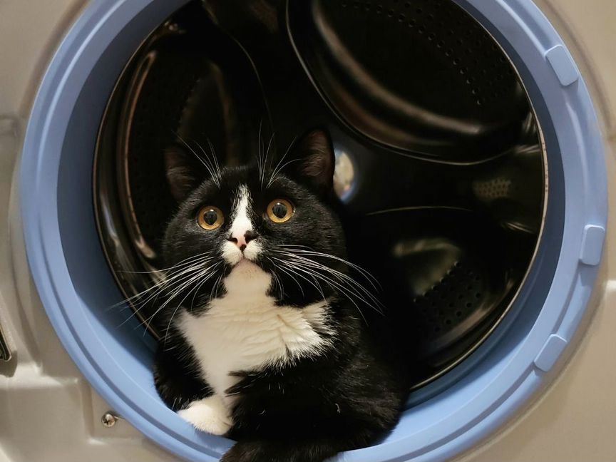 Sos Молодой котик Уго в добрые руки