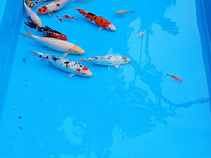 Карп кои, кометы