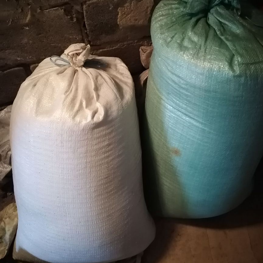 Зерно пшеница