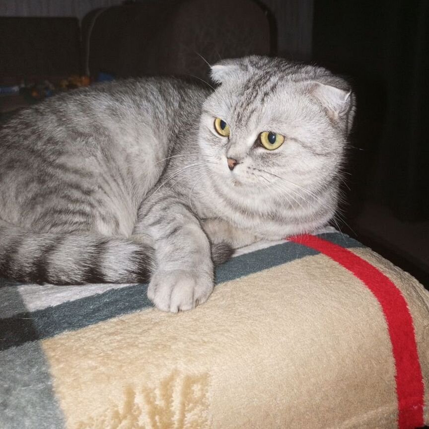 Случка. Шотландская вислоухая кошка