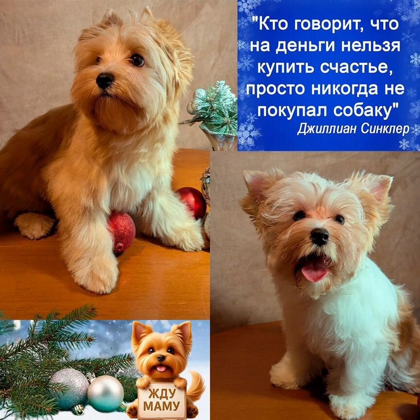 Йоркширский терьер, щенок