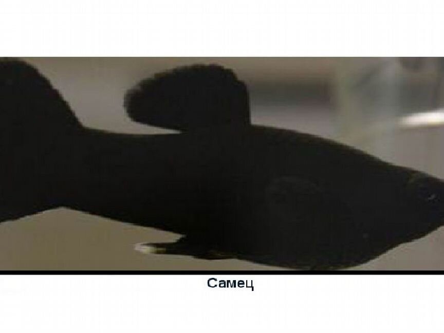 Отдам бесплатно самца молинезия