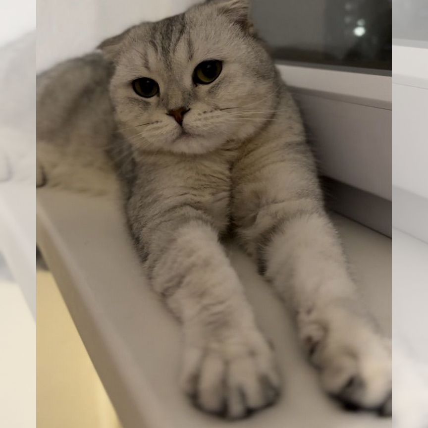 Отдам бесплатно милую кошечку