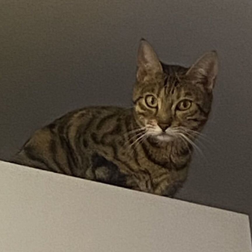 Бенгальская, взрослая кошка