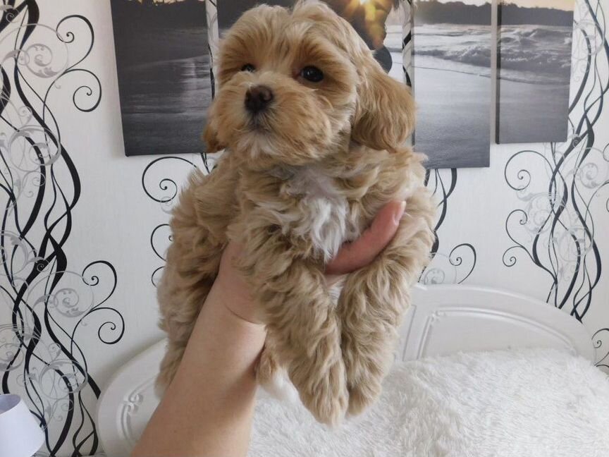 Мини Мальтипу