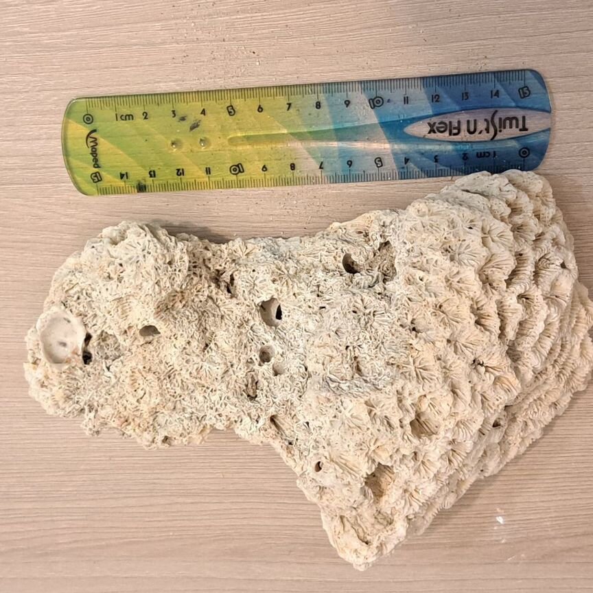 Морские кораллы