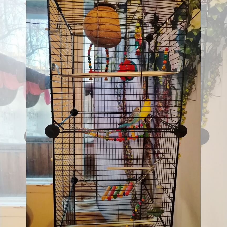 Волнистый попугай