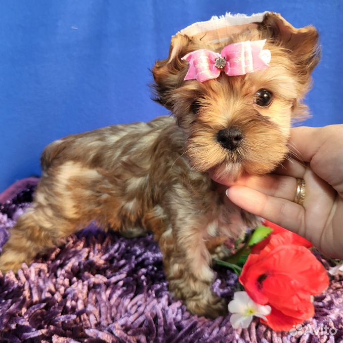 Девочка 3,5 мес золотой рыжий йорк