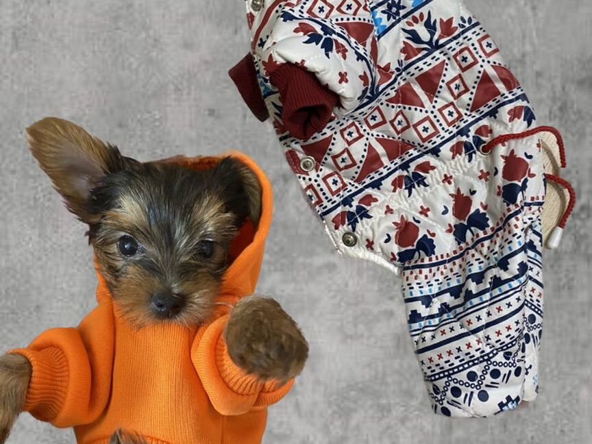 Вещи для маленьких собак