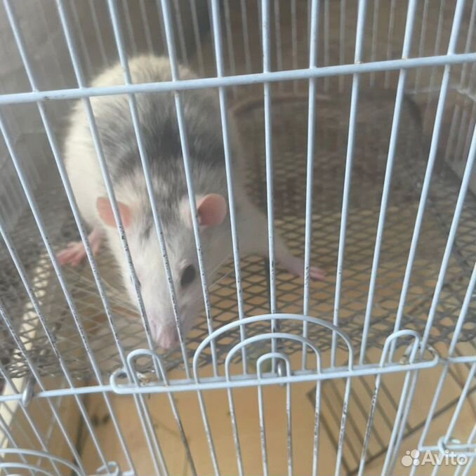 Крыса с клеткой бесплатно