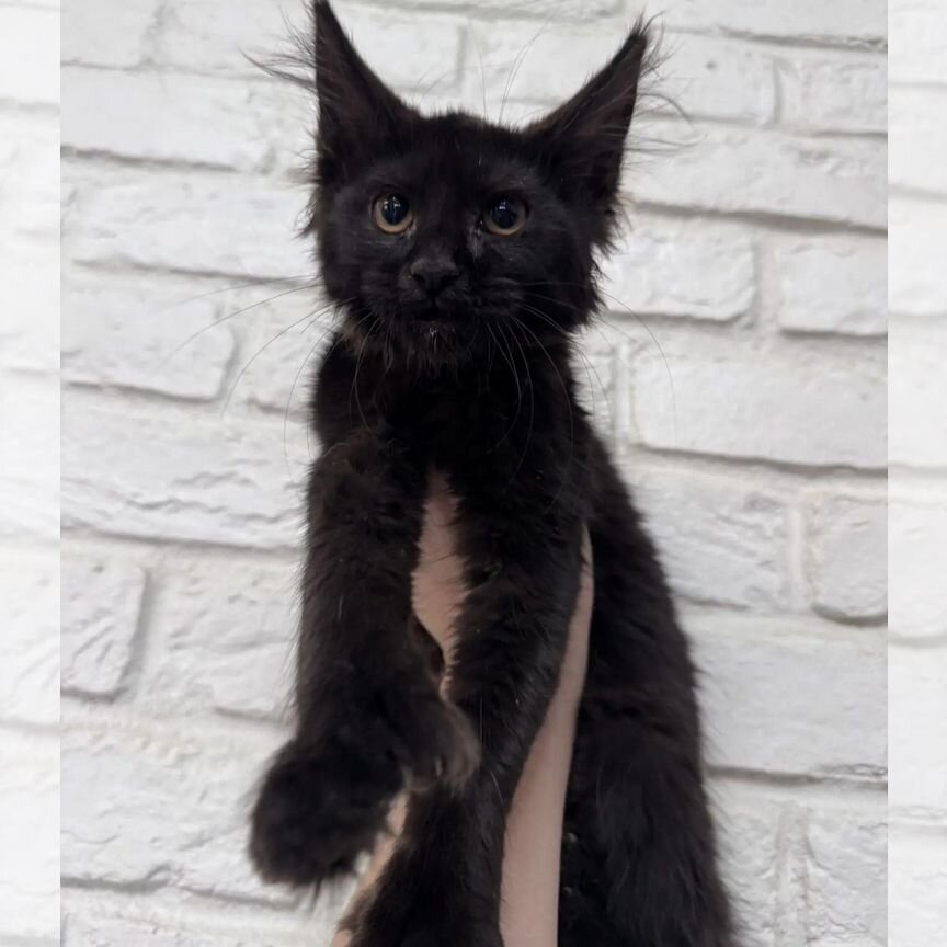 Мейн-кун котёнок