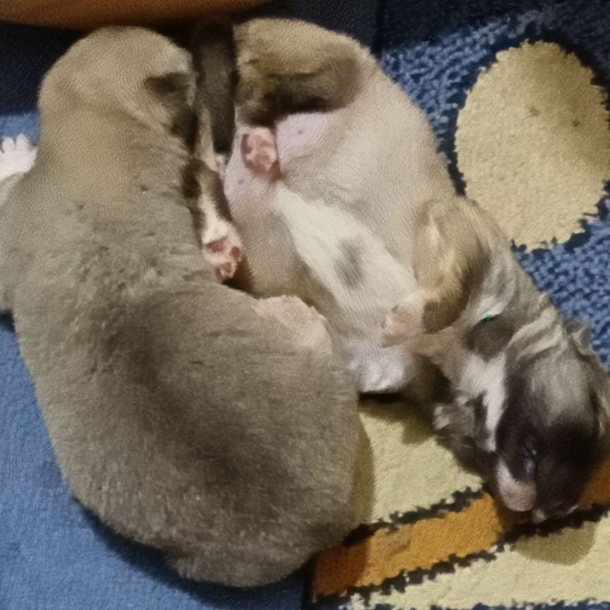 Щенок в добрые руки