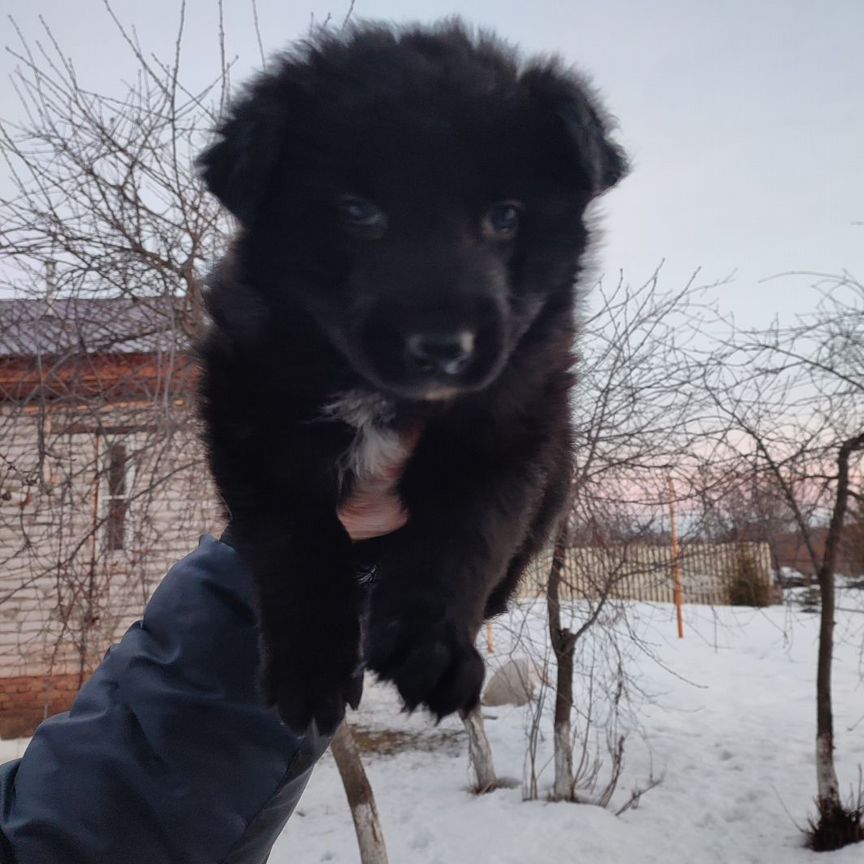 Щенки немецкой овчарки