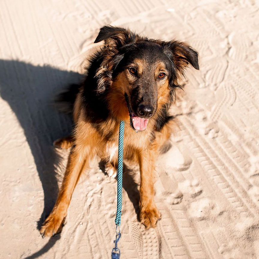 Добрейший Джони в поисках семьи