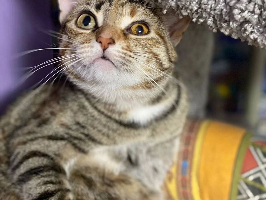 Кошка в дар бесплатно в добрые руки слеп один глаз