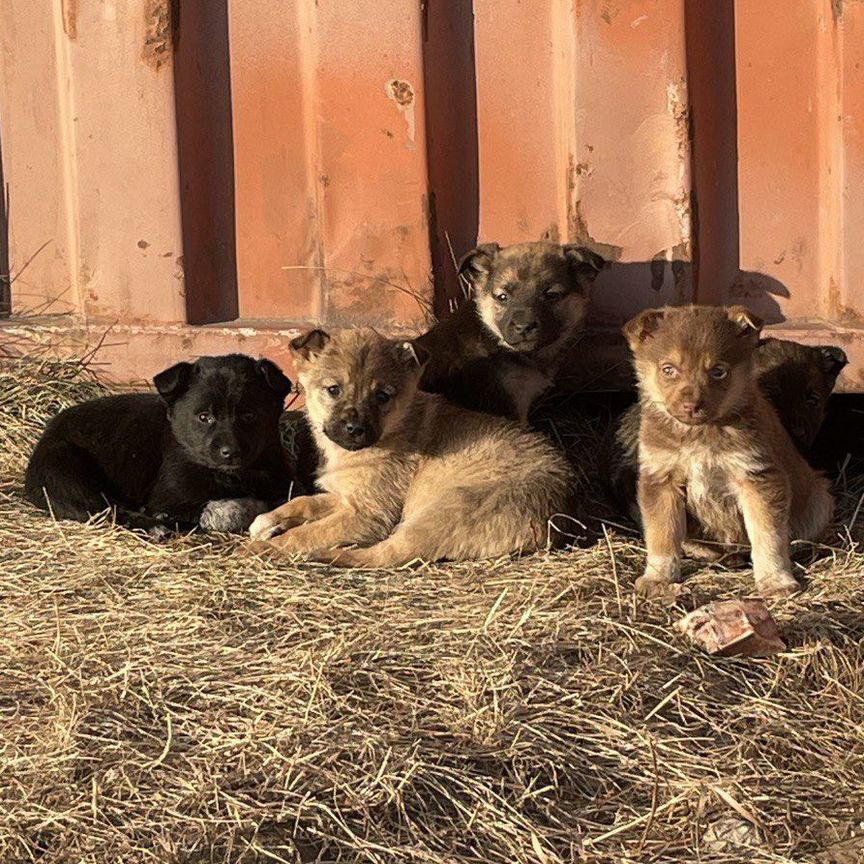 Щенок от частного владельца