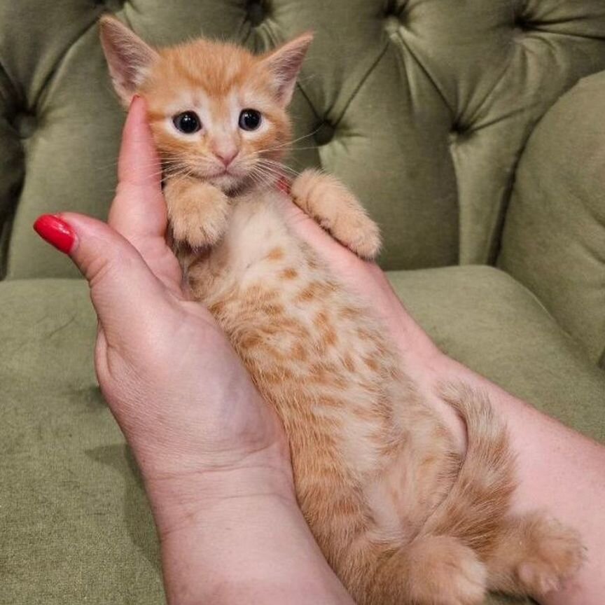 Европейский короткошёрстный котёнок
