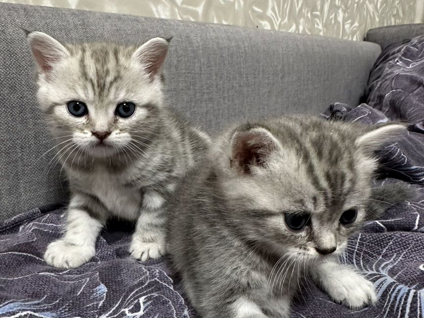 Британские котята