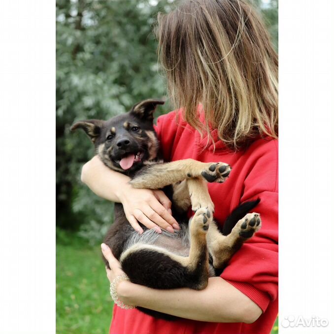 Умный и аккуратный щенок Майя в добрые руки