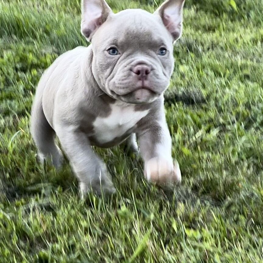 Американский булли - замечательные малыши