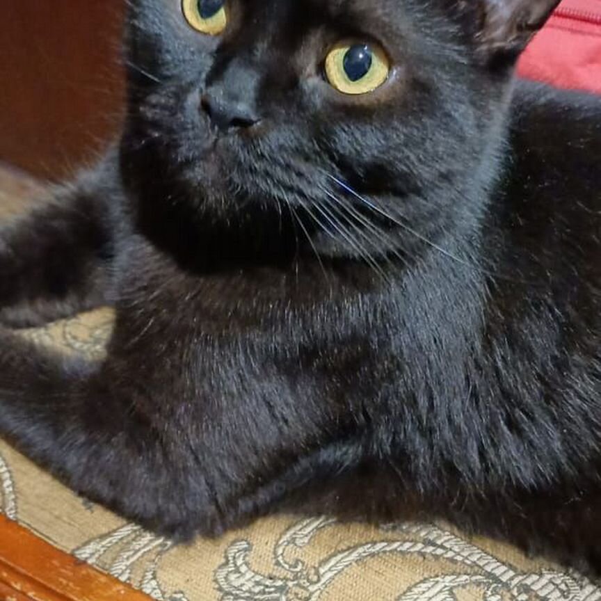 Кот