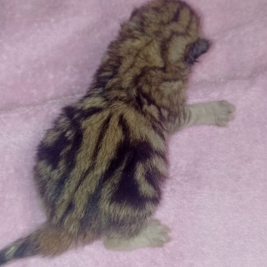 Британский длинношёрстный котёнок