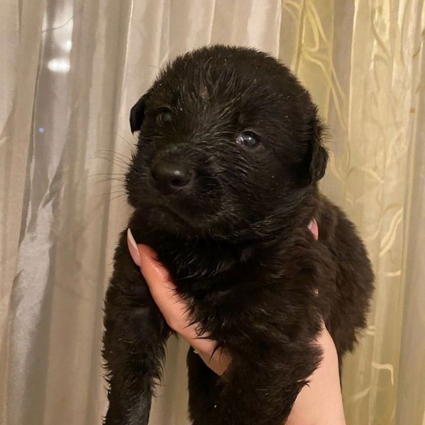 Кутята в добрые руки