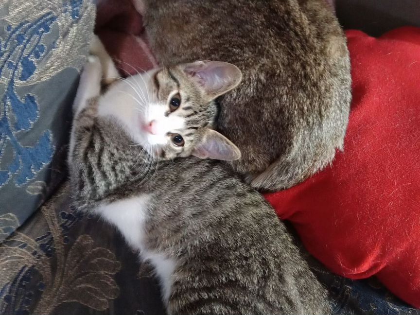 Котенок