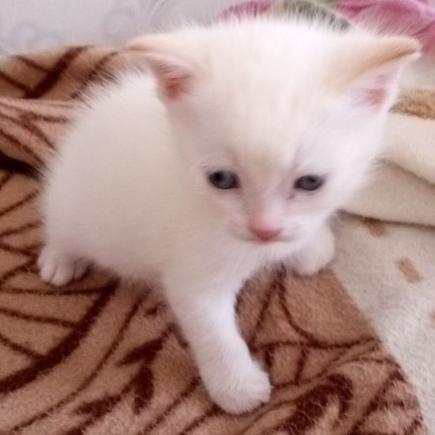 Котёнок в добрые руки