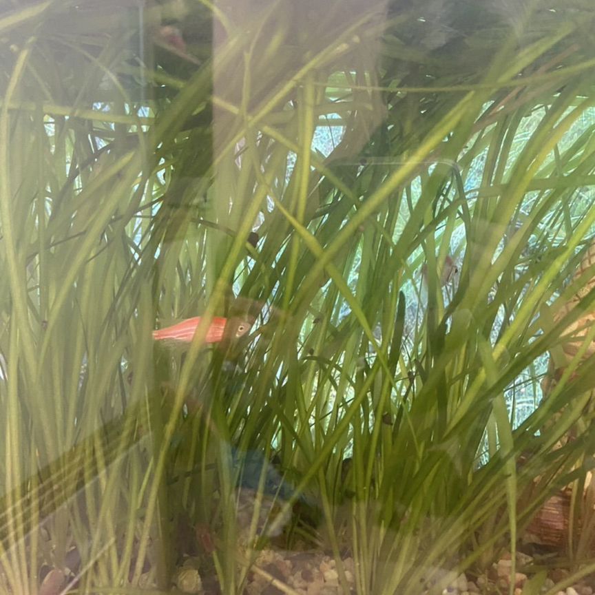 Аквариумное растение