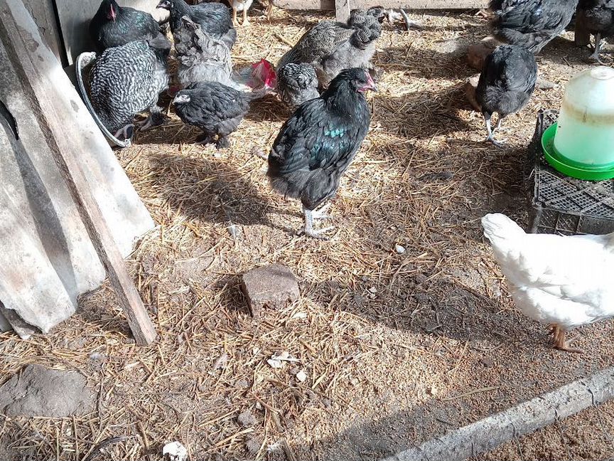 Молодые петушки