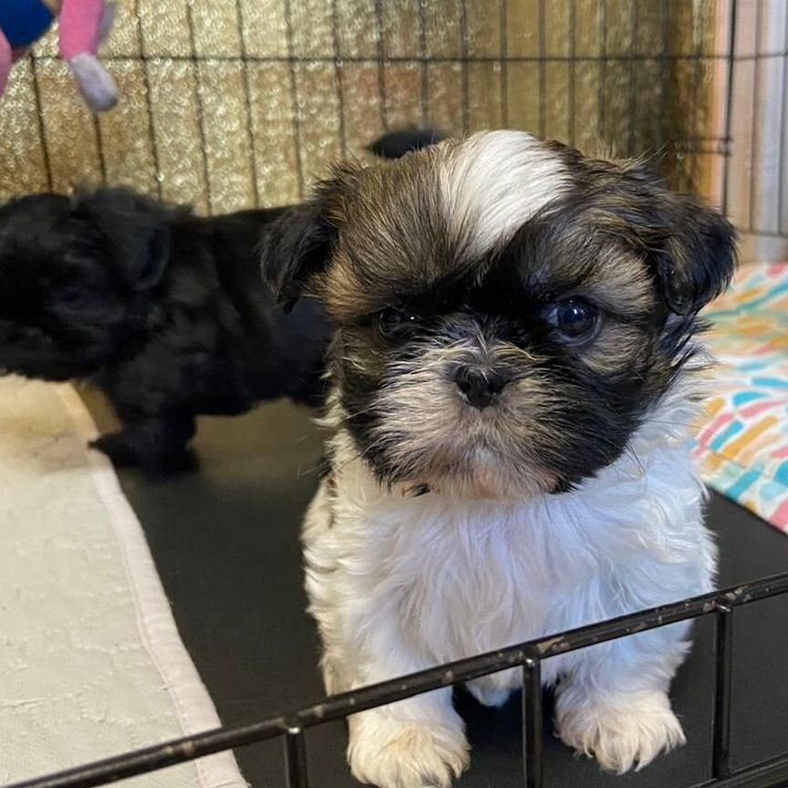 Ши-тцу, щенок