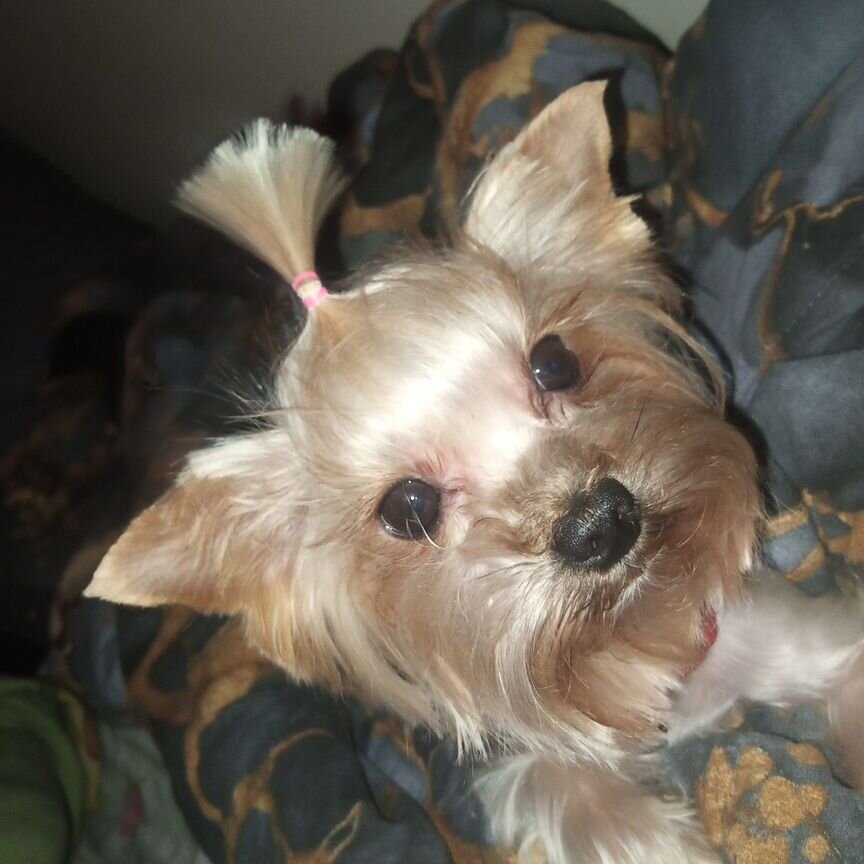 Йоркширский терьер, вязка