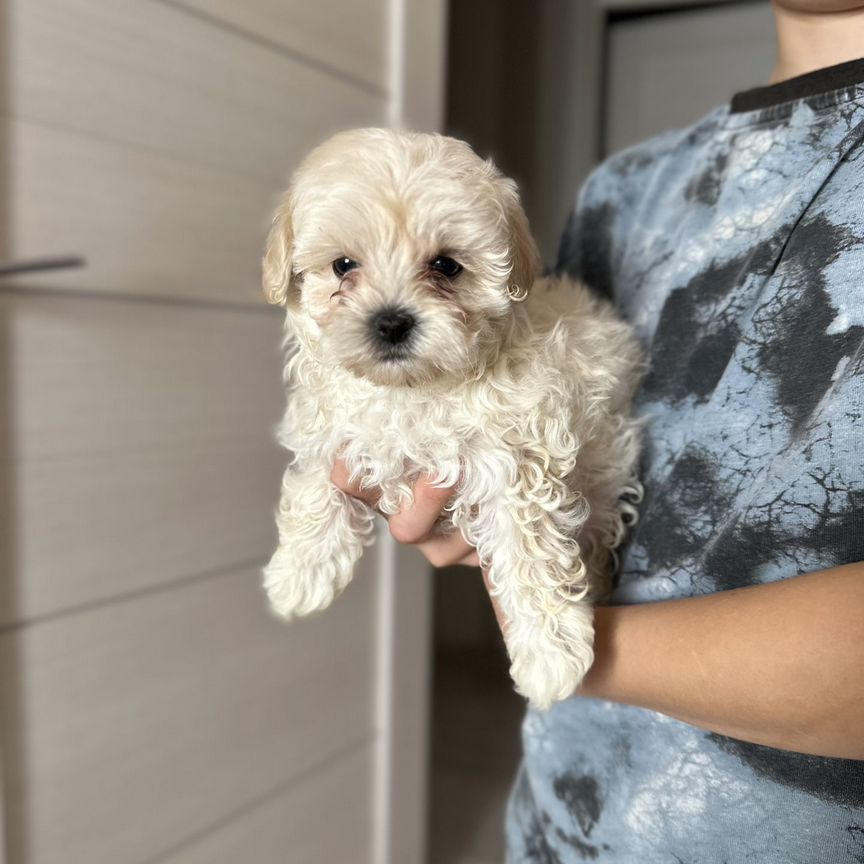 Собаки породы мини